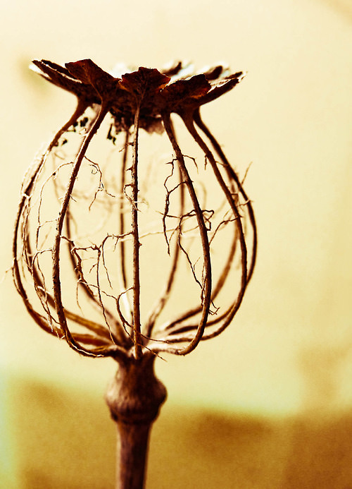 SCP-032(旧)(泰坦尼亚的囚徒) - 萌娘百科_万物皆可萌的百科全书