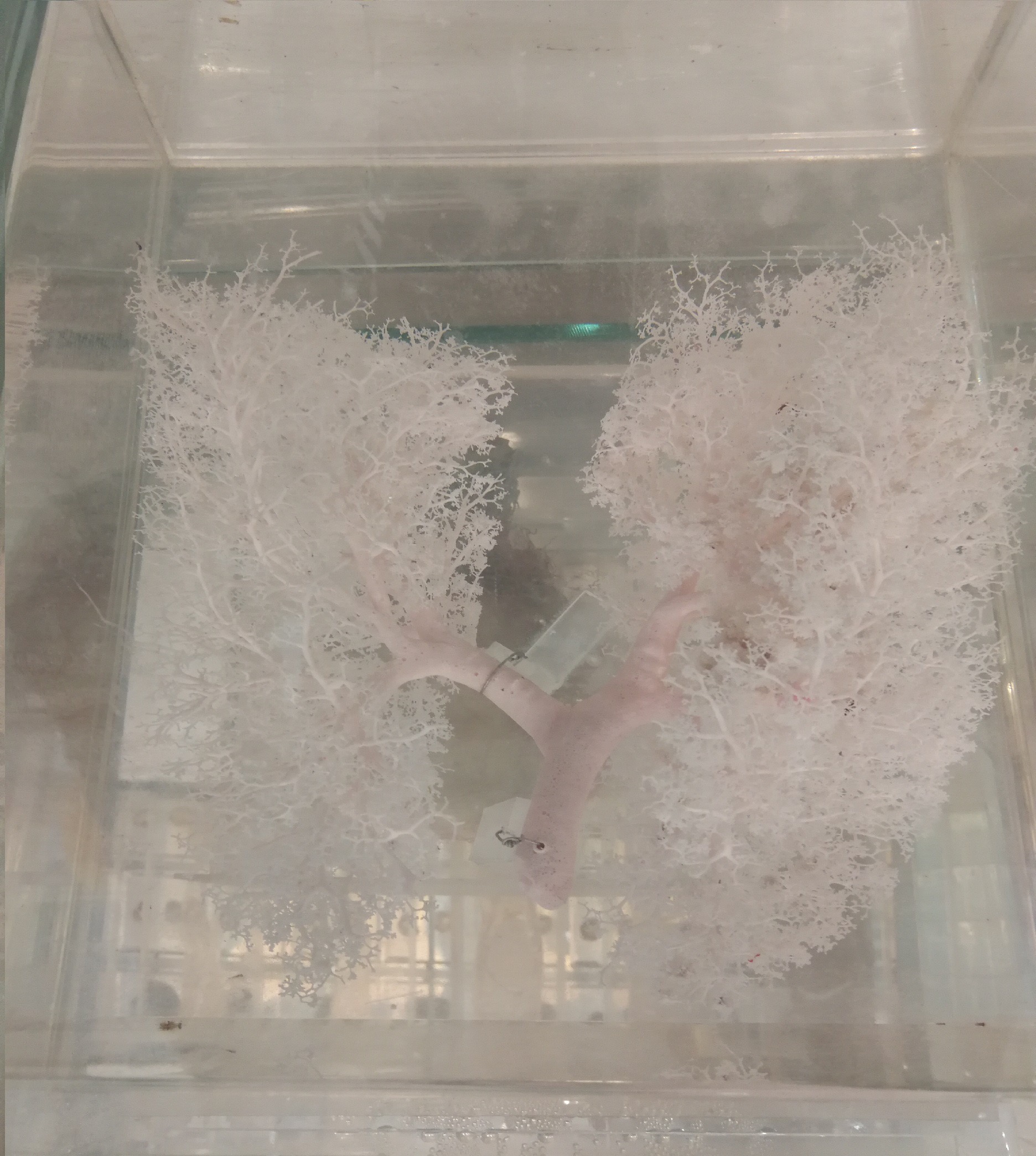 SCP-CN-214(希波克拉底之树) - 萌娘百科_万物皆可萌的百科全书